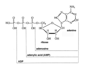 MCAT Review Topic: DNA and ATP - Magoosh MCAT Blog