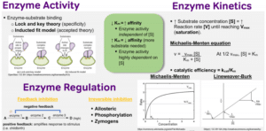 What MCAT Enzymes Do I Need to Know? - Magoosh MCAT Blog