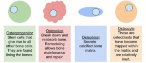 MCAT Bone, Cartilage, Joints - Musculoskeletal System - Biological and ...