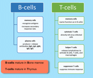 MCAT Immune System - Magoosh MCAT Blog
